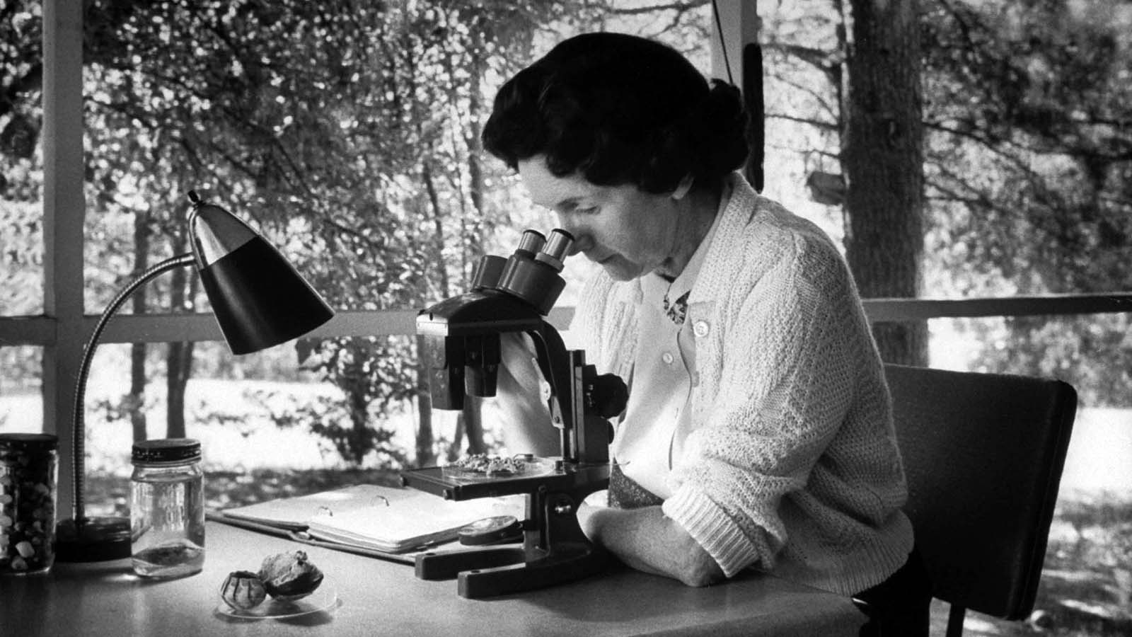 Rachel Carson: the Mother of the Environmentalist Movement - Cornell ...